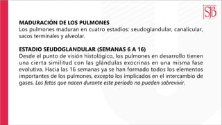 SEMANA 10 EMBRIOLOGIA DEL APARATO RESPIRATORIO.pdf