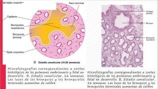 SEMANA 10 EMBRIOLOGIA DEL APARATO RESPIRATORIO.pdf