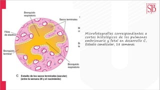 SEMANA 10 EMBRIOLOGIA DEL APARATO RESPIRATORIO.pdf