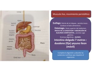 APARATO DIGESTIVO . SEMANA 11 DE BACHILLERATO | PPT