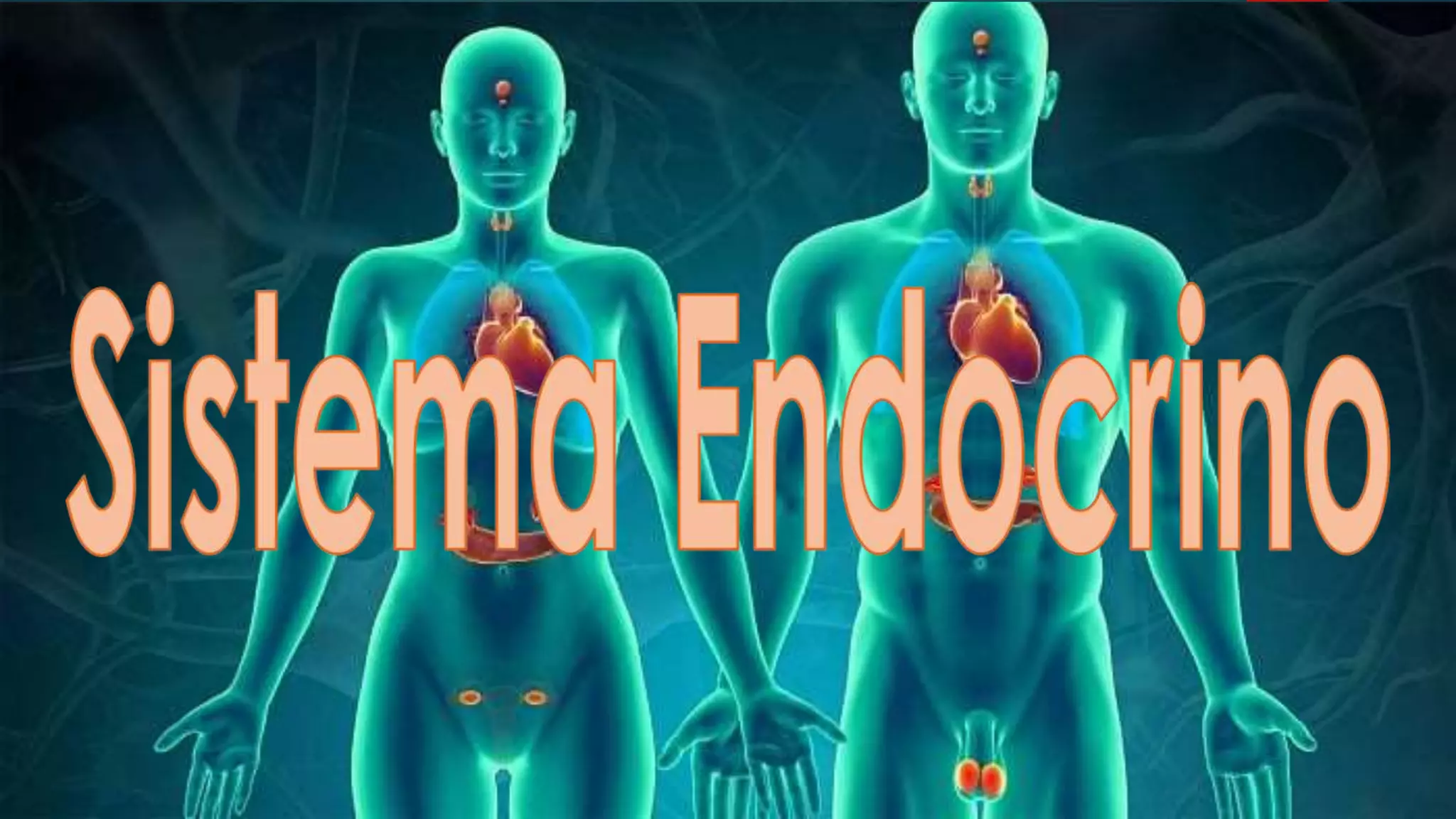 SEMANA 13 - Sistema Endocrino.pptx
