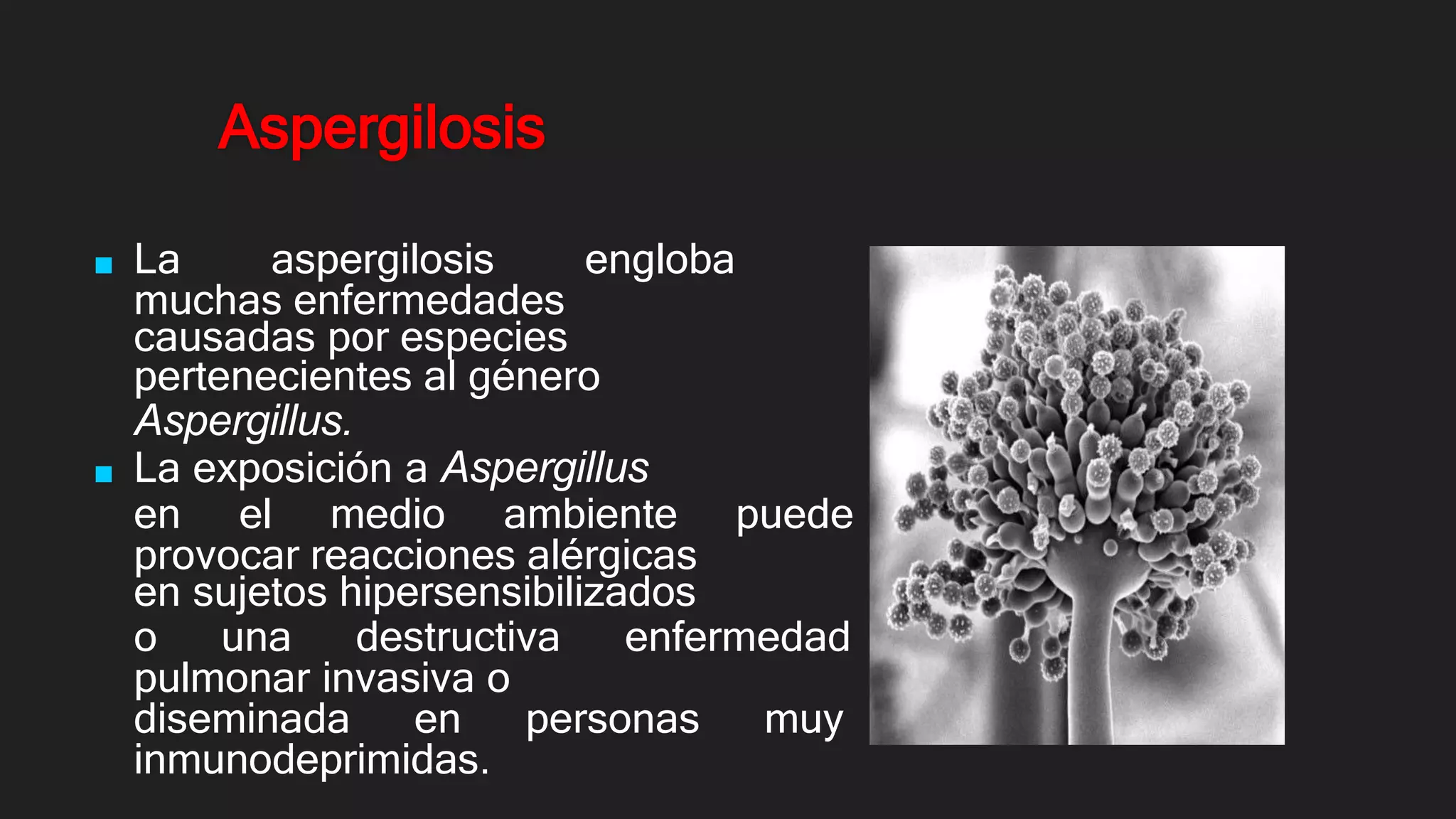 SEMANA 14- ASPERGILOSIS, MUCOR, ZYGOMICOSIS.pptx