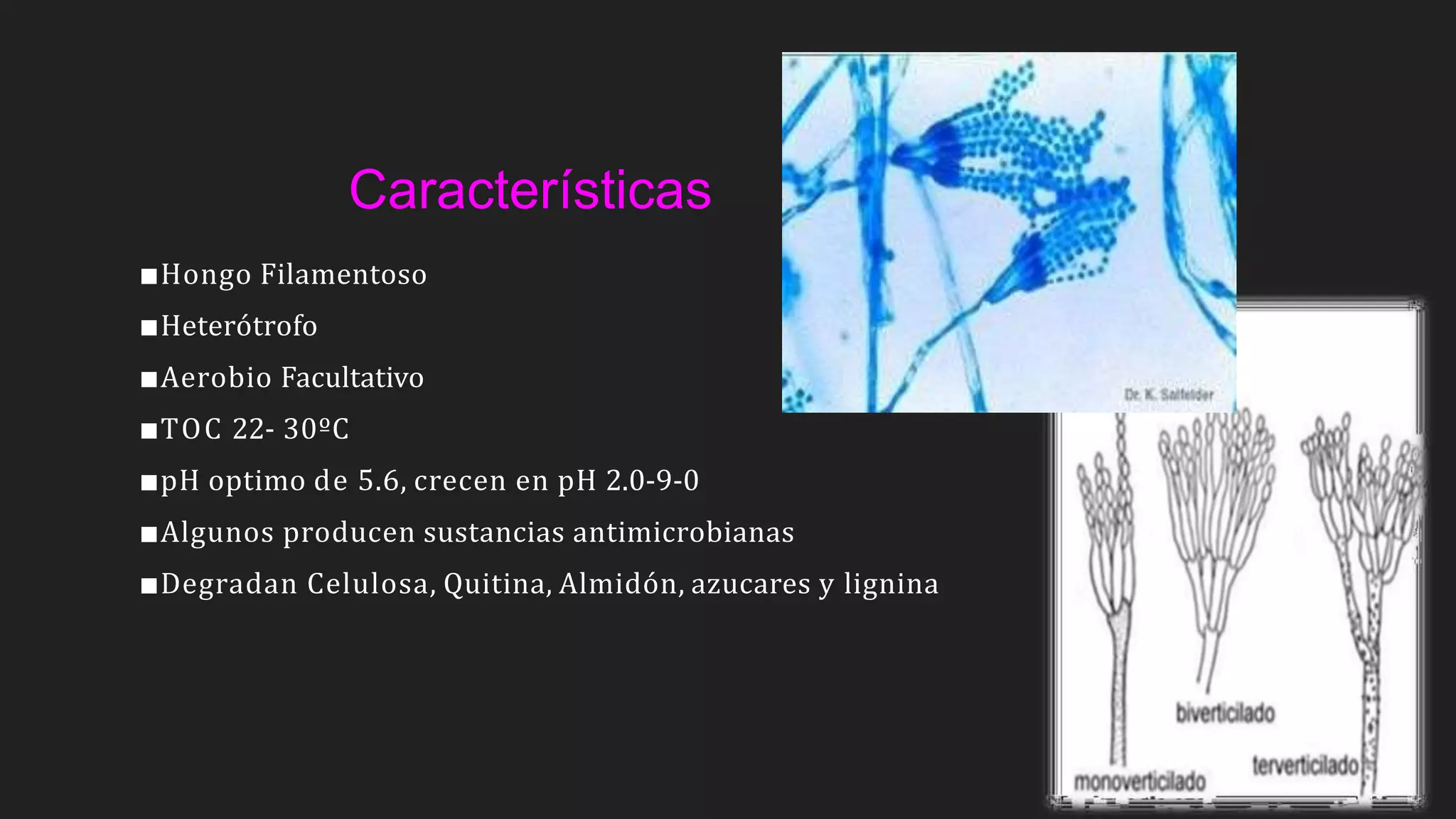 SEMANA 14- ASPERGILOSIS, MUCOR, ZYGOMICOSIS.pptx
