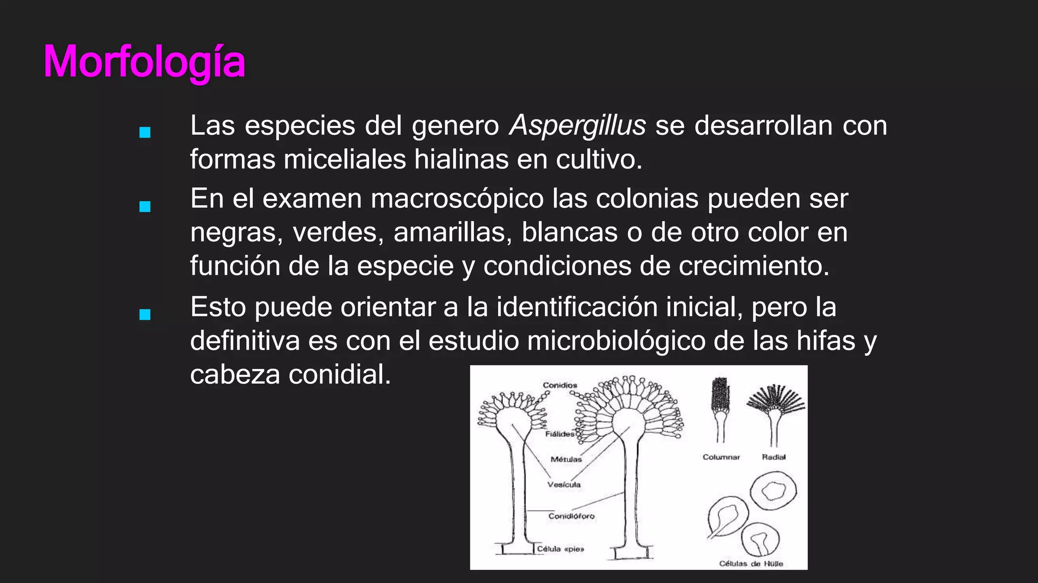 SEMANA 14- ASPERGILOSIS, MUCOR, ZYGOMICOSIS.pptx