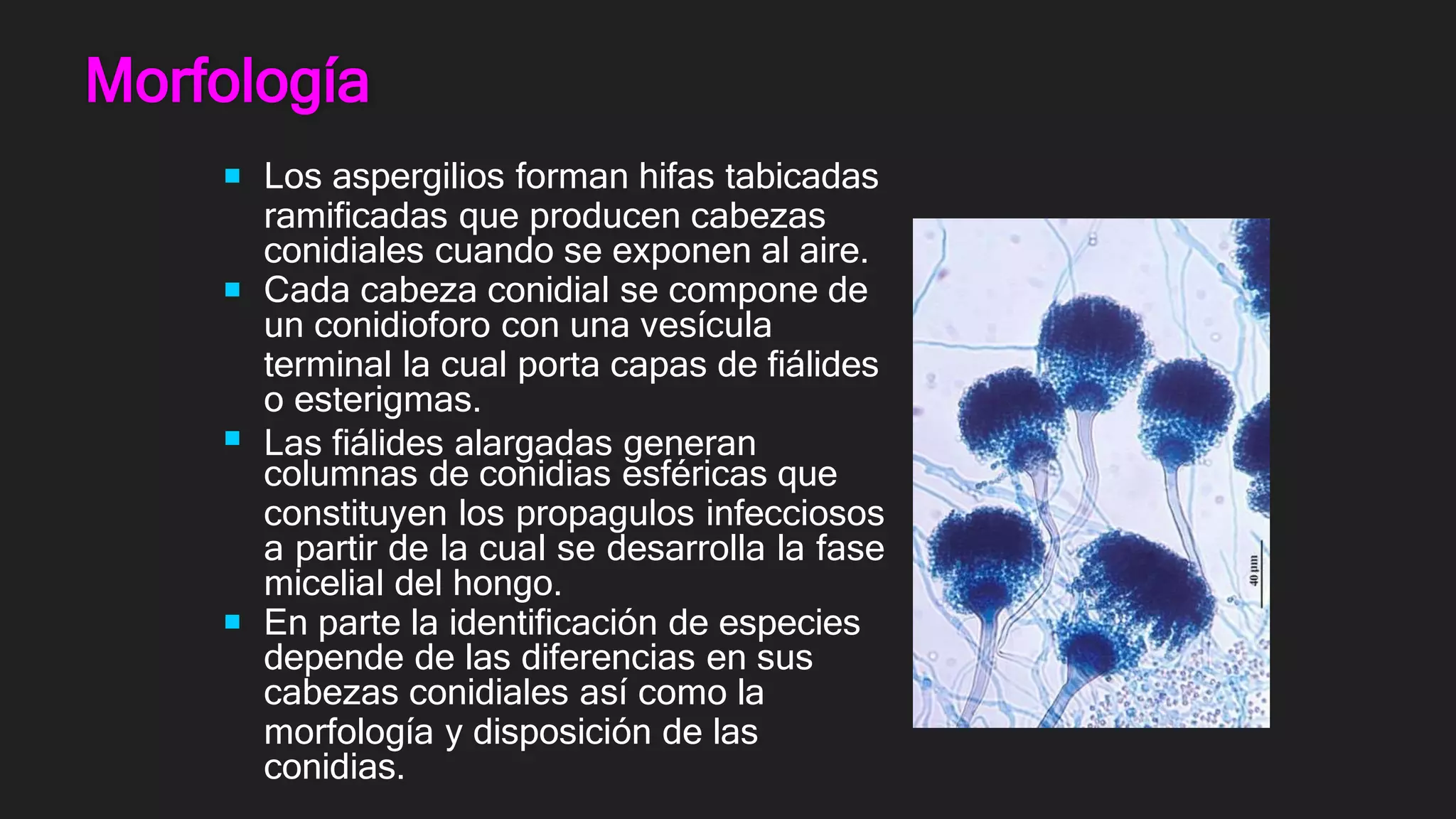 SEMANA 14- ASPERGILOSIS, MUCOR, ZYGOMICOSIS.pptx