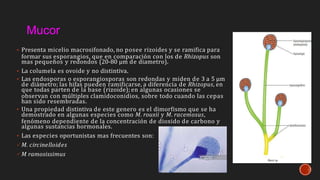 SEMANA 14- ASPERGILOSIS, MUCOR, ZYGOMICOSIS.pptx