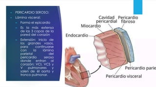 Semana 14 Anatomía y Generalidades del Corazón | PDF