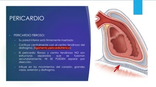 Semana 14 Anatomía y Generalidades del Corazón | PDF