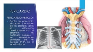 Semana 14 Anatomía y Generalidades del Corazón | PDF