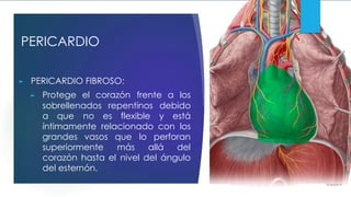 Semana 14 Anatomía y Generalidades del Corazón | PDF