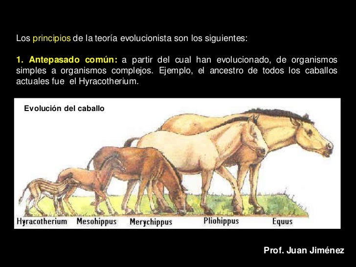 animales prehistóricos: animales que estuvieron el la prehistoria que ...