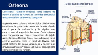 SEMANA 2 SISTEMA OSEO HISTOLOGIA HUESOS MG.ESTEFANI FRANCO TORRES.pptx