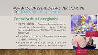 Semana 3 pigmentos | PPTX