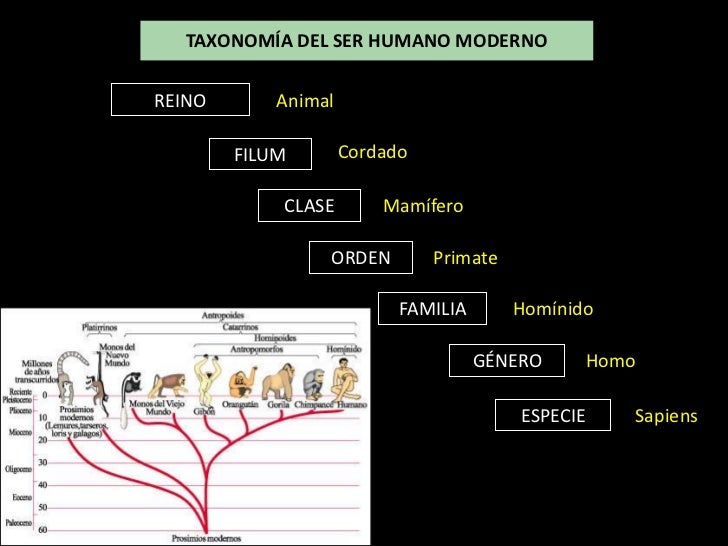 Taxonomia De Humanos