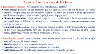 tallos y hojas del maíz | PDF