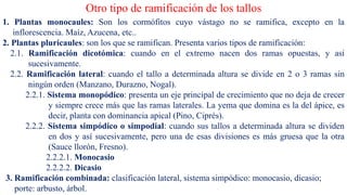 tallos y hojas del maíz | PDF