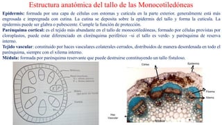 tallos y hojas del maíz | PDF