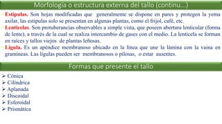 tallos y hojas del maíz | PDF