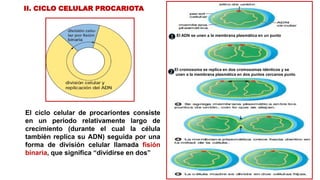 Semana 7-Reproduccion celular UNMSM PRIMER CICLO.pdf