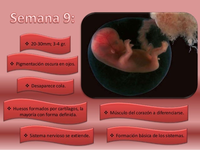 Semana 9 de embarazo, histología.