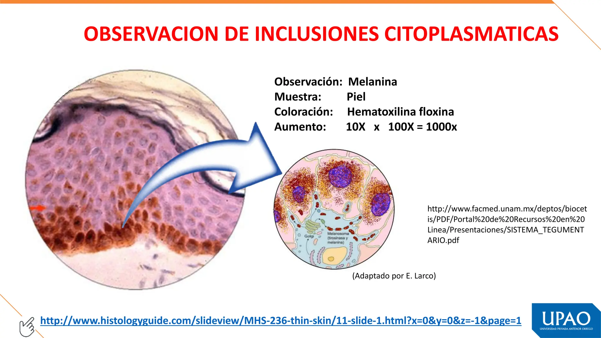 Semana 9 Inclusiones Citoplasmáticas y Formas de Núcleo.pdf