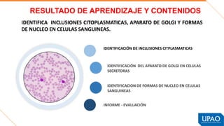 Semana 9 Inclusiones Citoplasmáticas y Formas de Núcleo.pdf