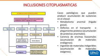 Semana 9 Inclusiones Citoplasmáticas y Formas de Núcleo.pdf