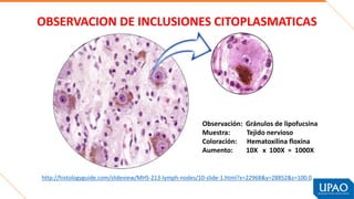 Semana 9 Inclusiones Citoplasmáticas y Formas de Núcleo.pdf