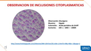 Semana 9 Inclusiones Citoplasmáticas y Formas de Núcleo.pdf