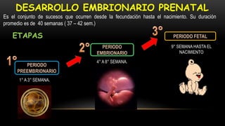 Desarrollo embrionario prenatal. | PPTX