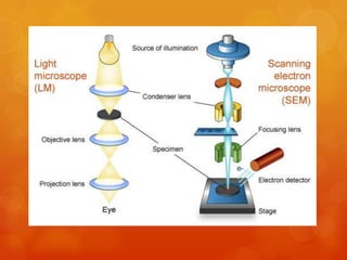 Electron Microscope Principle, Uses, Types And Images (Labeled Diagram), Price | atelier-yuwa ...