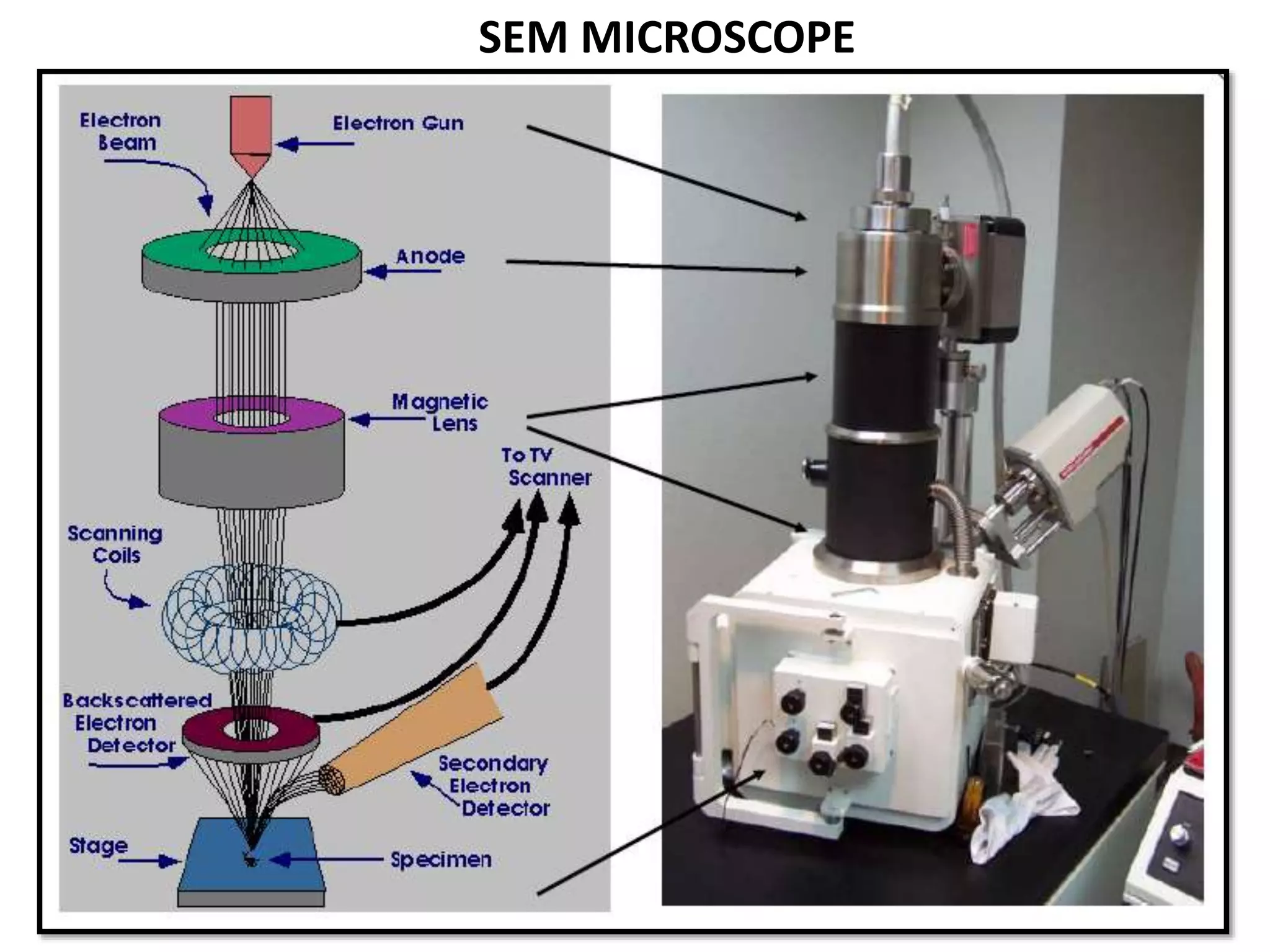 Scanning and Transmission Electron Microscope | PPTX | Chemistry | Science
