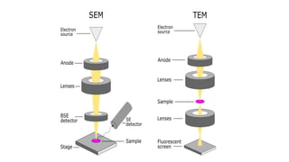 SEM and TEM Principles_ Operation & Working with Schematics (1).pdf