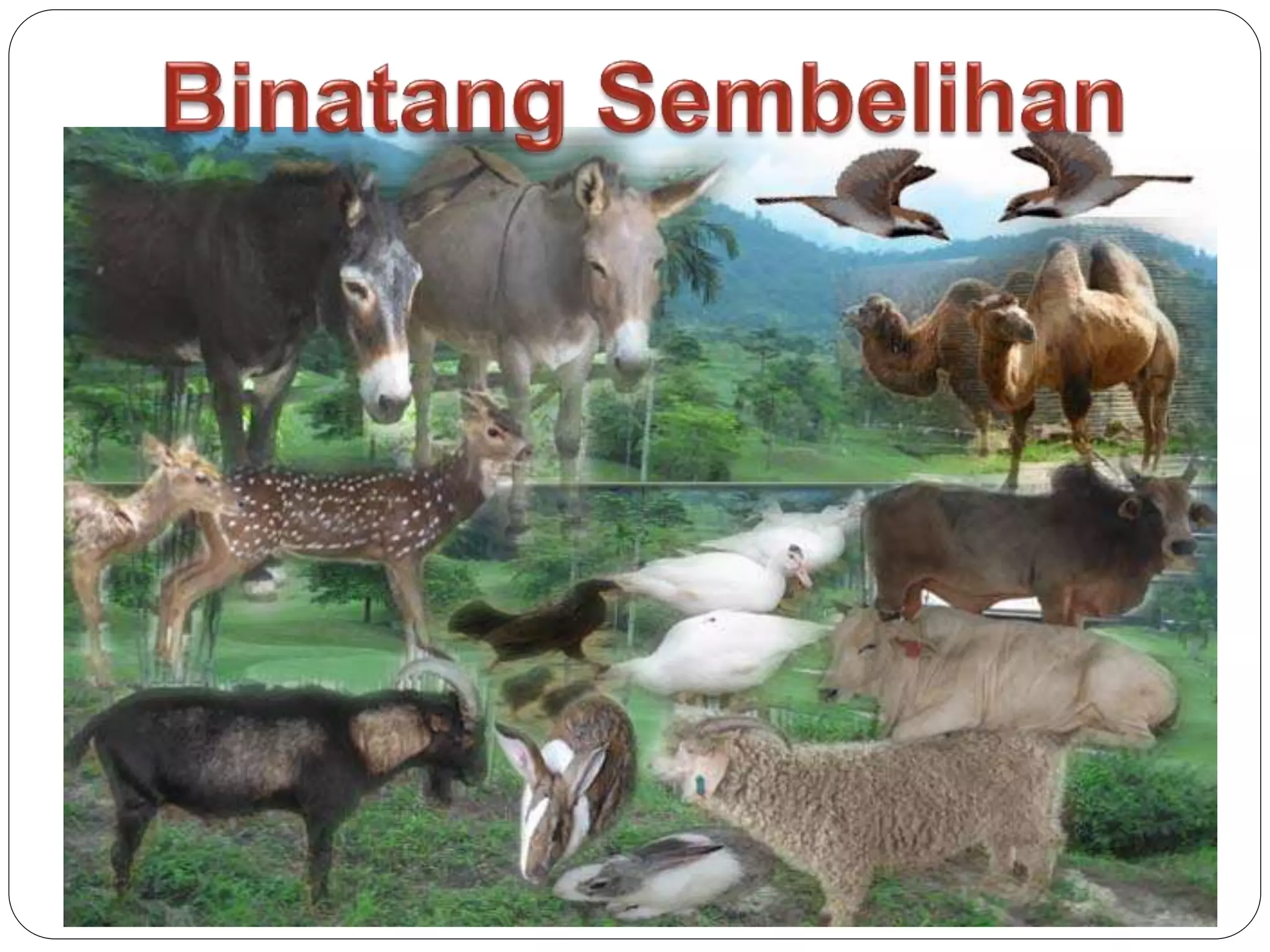 Pembentangan tentang sembelihan | PPTX