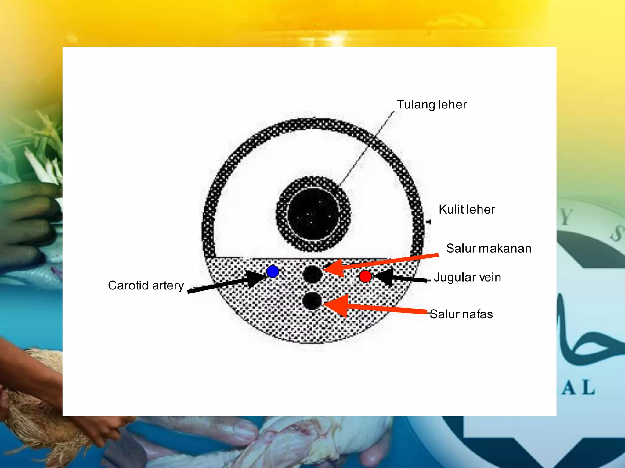 sembelihan_halal.pptx