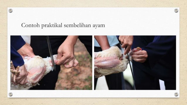 Sembelihan Mengikut Syara' | PPTX