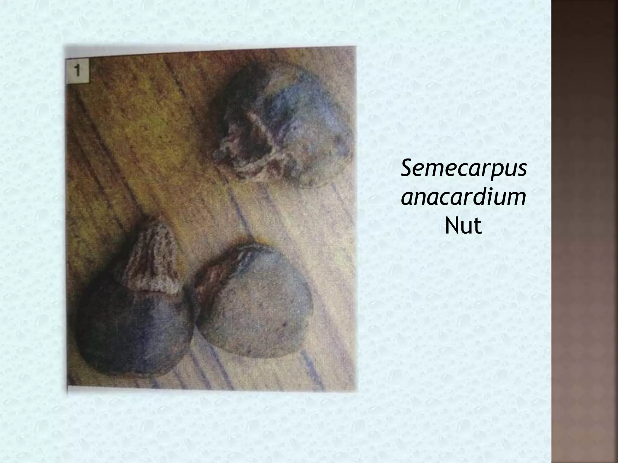 Semecarpus anacardium | PPTX