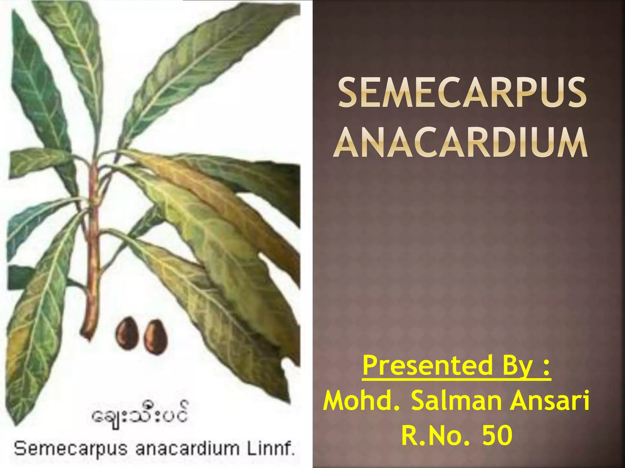 Semecarpus anacardium | PPT