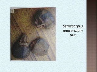 Semecarpus anacardium | PPTX