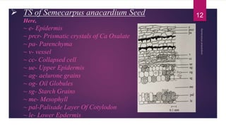 Semecarpus anacardium (bhilawa) | PPTX