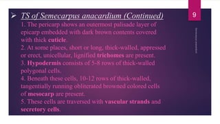 Semecarpus anacardium (bhilawa) | PPTX