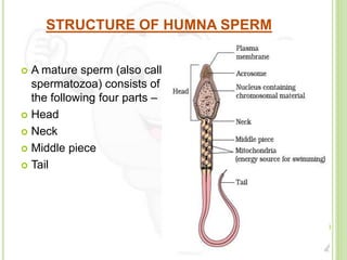 Semen analysis | PPTX