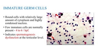 Round Cells In Sperm