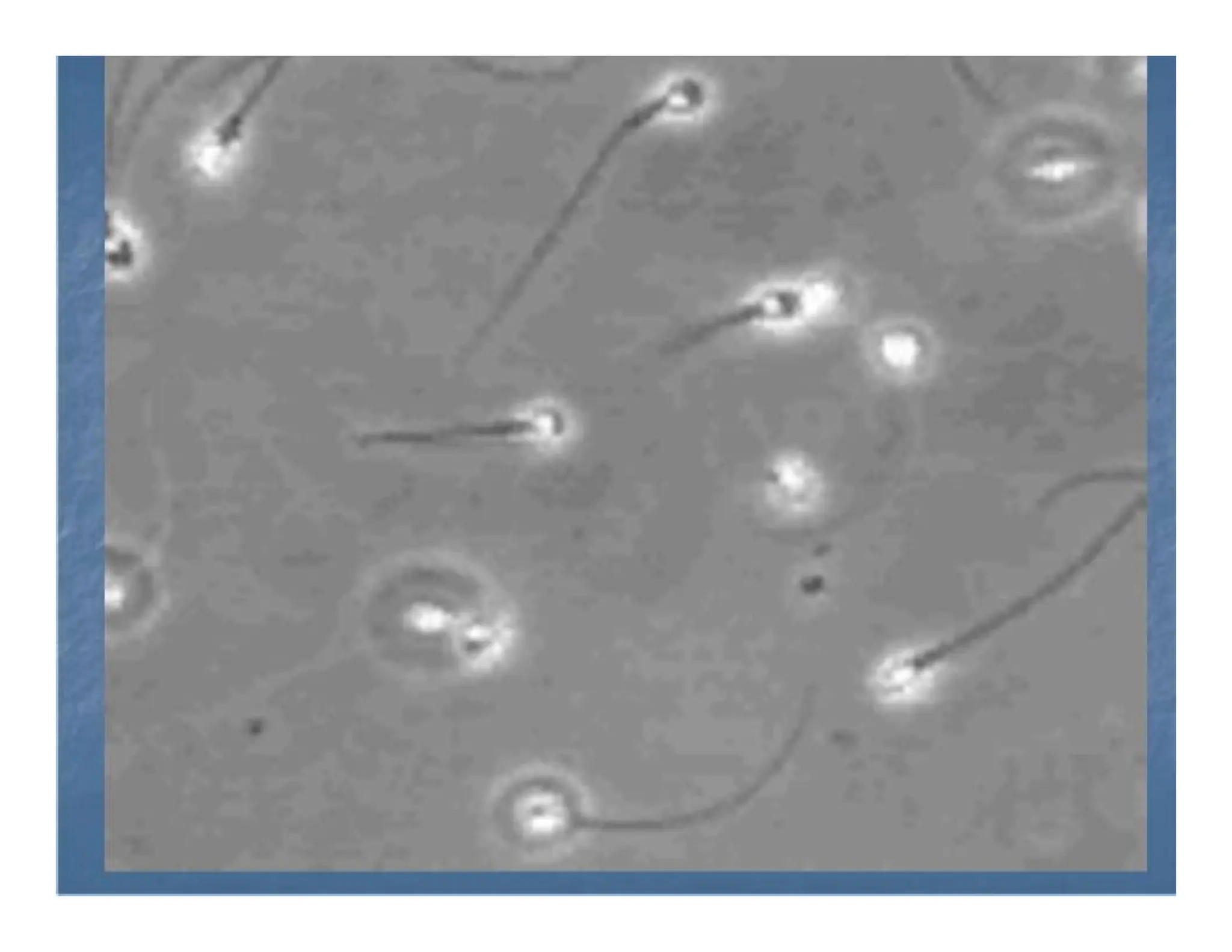 Semen Analysis.lab .ppt [Compatibility Mode].pptx