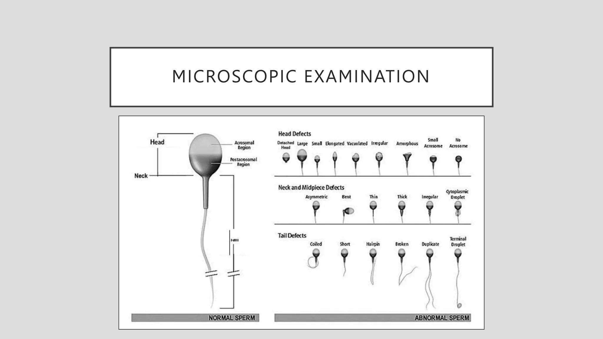 SEMEN ANALYSIS, physical chemical and microscopy | PPTX