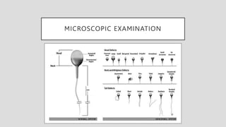 SEMEN ANALYSIS, physical chemical and microscopy | PPTX