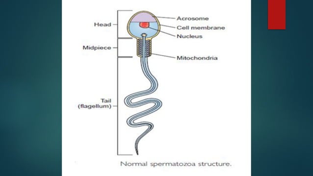 Semen Analysis, sperm and other components.pptx