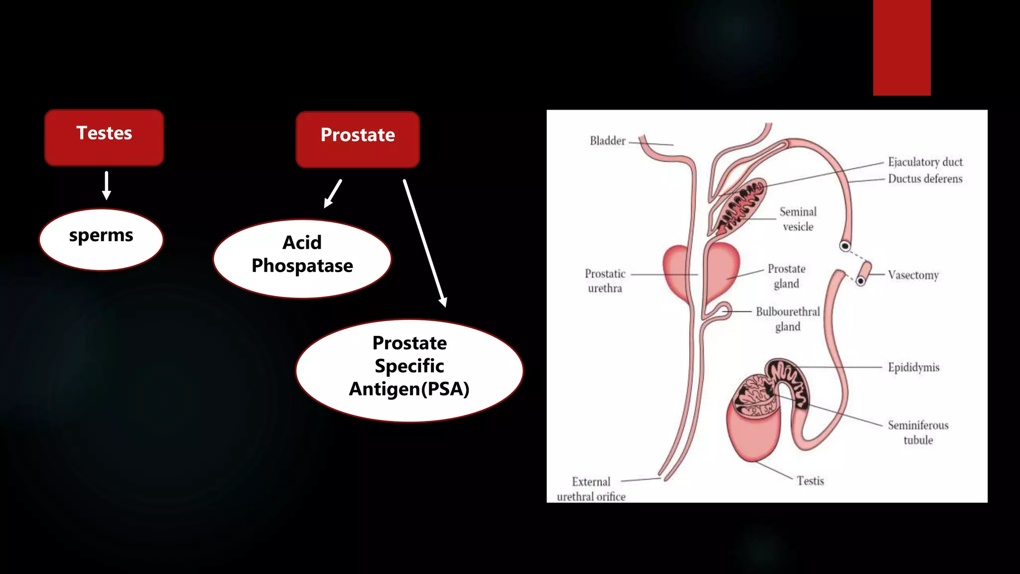 Semen Analysis Methods -Forensic Biology | PPTX