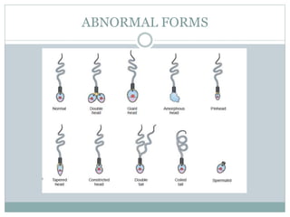 Semen analysis | PPTX