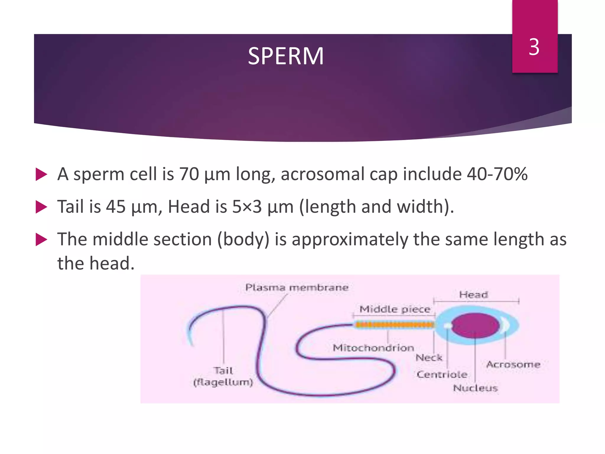 SEMEN ANALYSIS PPT.pptx